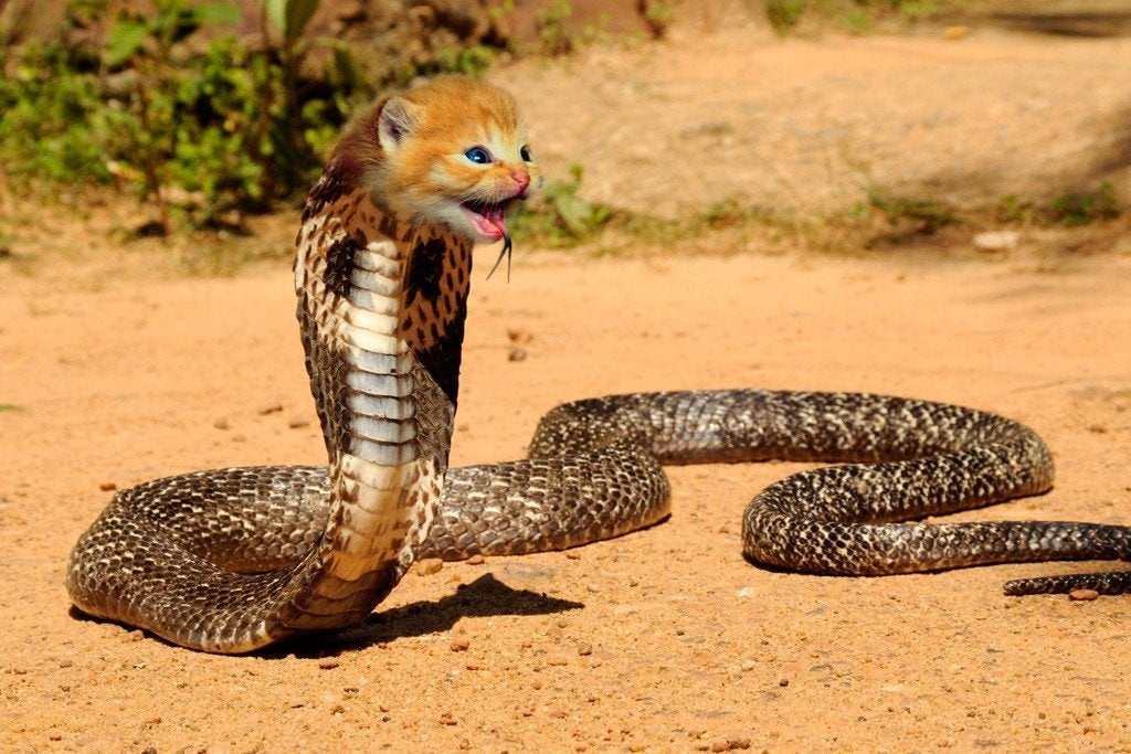 Kurds' most sacred animal. - #192289937 added by peospeos at Vietcong Cat