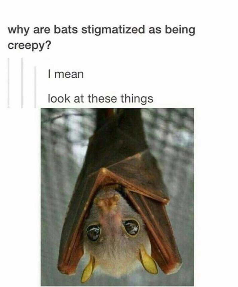 Bats