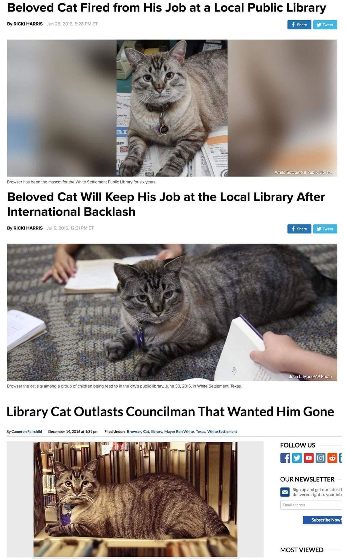 Councilcat