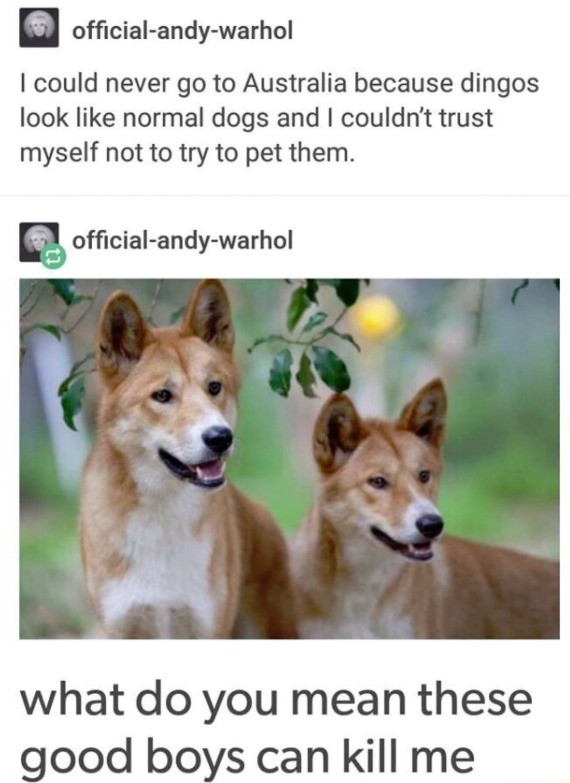Dingo Doggo