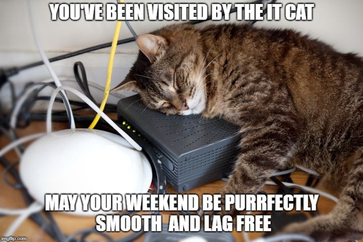 Happy friday cat meme - litohao