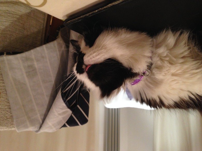 Generic Cat Pictures