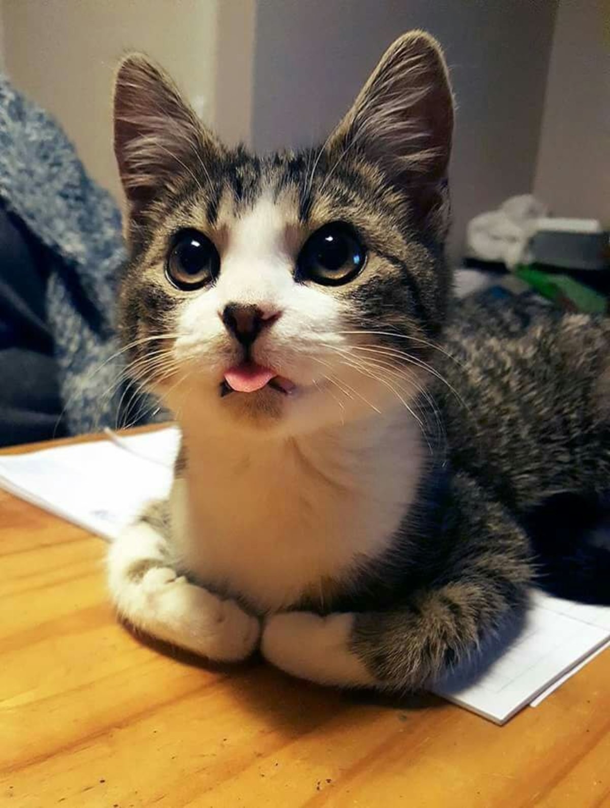 "MLEM!"