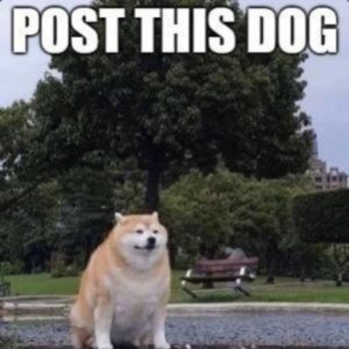 Post this dog
