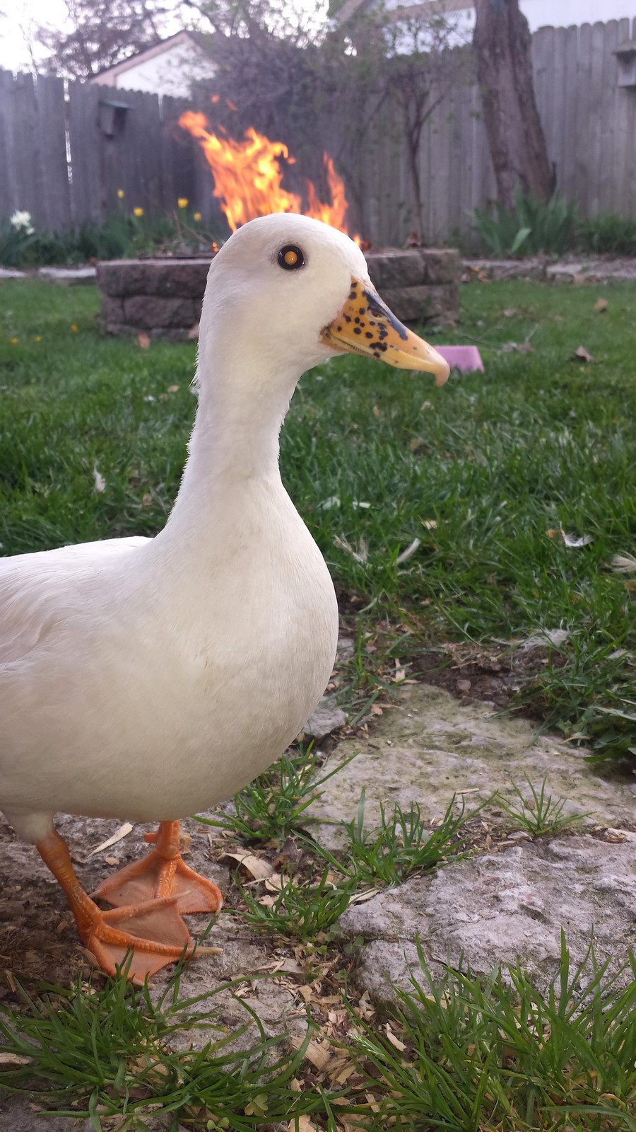 PsBattle: Duck with burning background