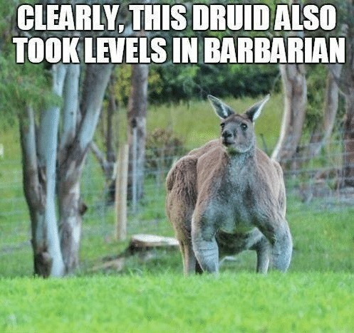 Swole Kangaroo