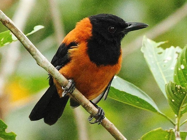 The Pitohui