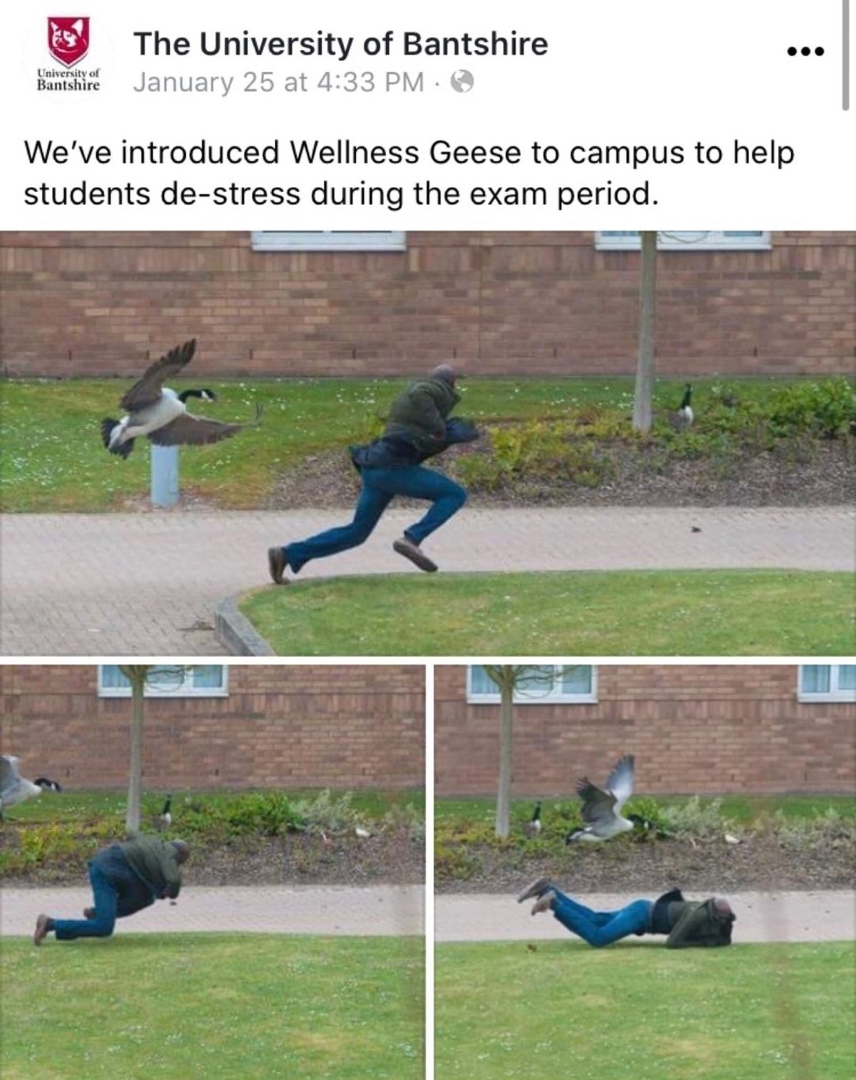 Wellness geese